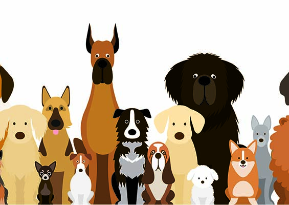 Plamek i różnorodne psie rasy – rozwijanie empatii wobec zwierząt ...